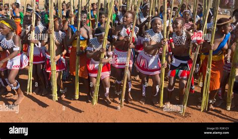 Swazi Girls Carrying Reeds Parade At Umhlanga Reed Dance Festival