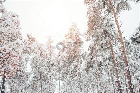 白雪皑的冬季森林和阳光的低角度视图高清图片下载 正版图片502643130 摄图网