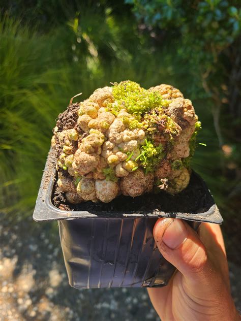 Unusual Propagation Rpropagation