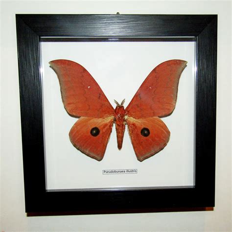 Украшение настенное интерьерное Иллюстрис в рамке купить по доступным ценам в интернет