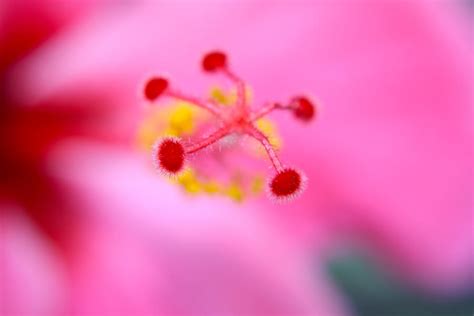 Flower Sex By Neverhurtno On DeviantART