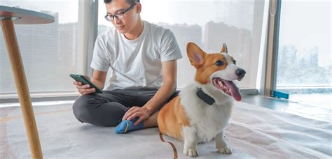 宠物GPS追踪器定位器必须安装SIM卡吗