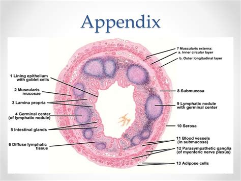 Histology Of Gastrointestinal Tract