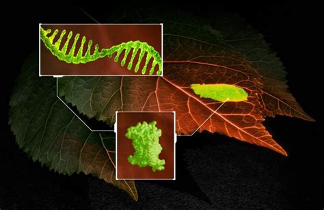 New Fluorescent Biosensor For Tracking Plant Stress In Real Time 2025 Wiley Analytical Science