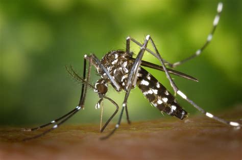 Free Photo Aedes Albopictus