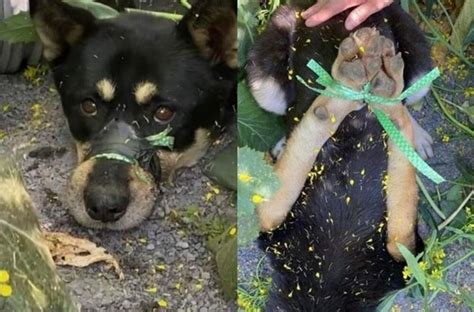 ひもで口を縛られ、前足が後ろに折られ韓国で起きた「非道な」子犬遺棄 写真枚 国際ニュース：afpbb News