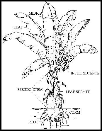 Banana Tree Root Drawing