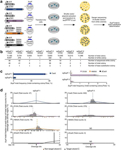 Examination Of Base Substitution And Indel Mutations Induced By