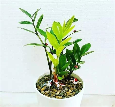 「有錢人」把4種「樹」搬到客廳，養的越好越「招財」 每日頭條