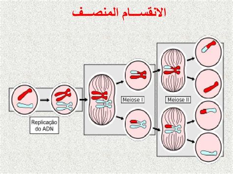 Ppt انقســــام الخلايـــا Powerpoint Presentation Id 4679378