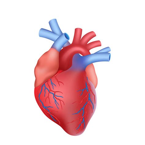 Cuál es el tamaño normal del corazón Cosas de Salud