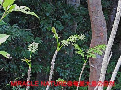 早くも採れるタラの芽 MIRACLE NATURE 世界自然遺産の島奄美大島