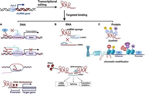 Frontiers Long Non Coding RNAs In Tuberculosis From Immunity To
