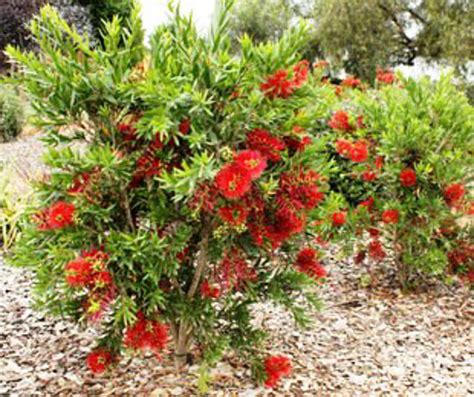 Callistemon Viminalis Macarthur Pbr Wholesale Nursery Nurseries In