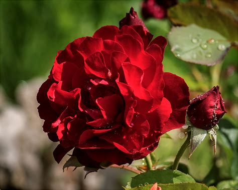 rose rosse on Behance