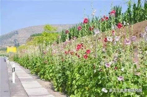 百變技能者綠籬 每日頭條