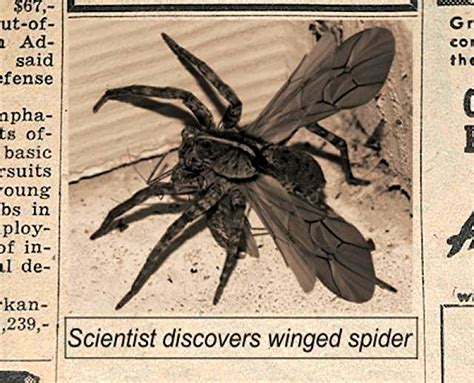 Shukernature Spiders With Wings Implausible Things