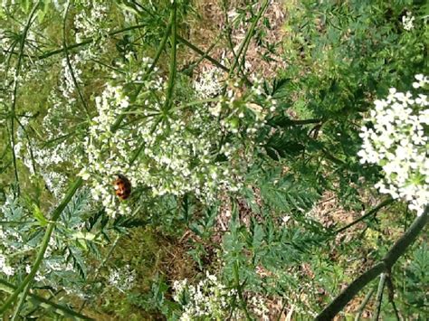 Shin Noi Object Detection Dataset And Pre Trained Model By Jiah