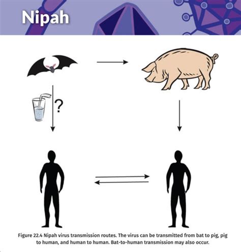 Emerging Viruses Flashcards Quizlet