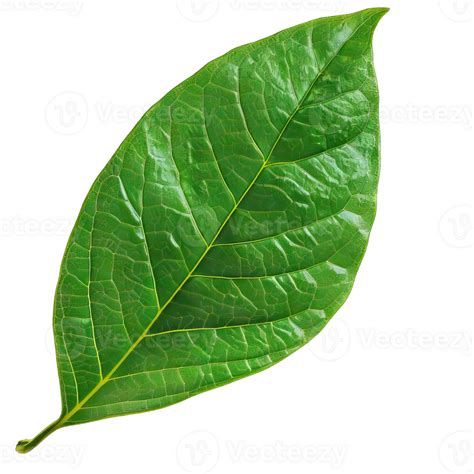 Isolé Image De Une Feuille 47179474 Png