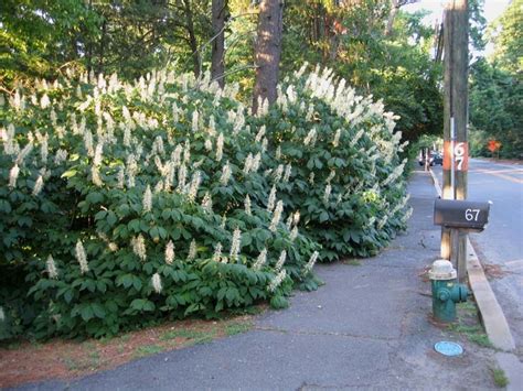 Princeton Nature Notes Bottlebrush Buckeye