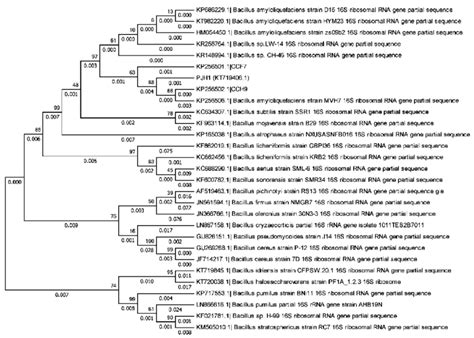 In Vitro Growth Inhibition Of A Aeromonas Hydrophila B Aeromonas