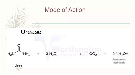 Soil Enzymes And Their Activity Ppt