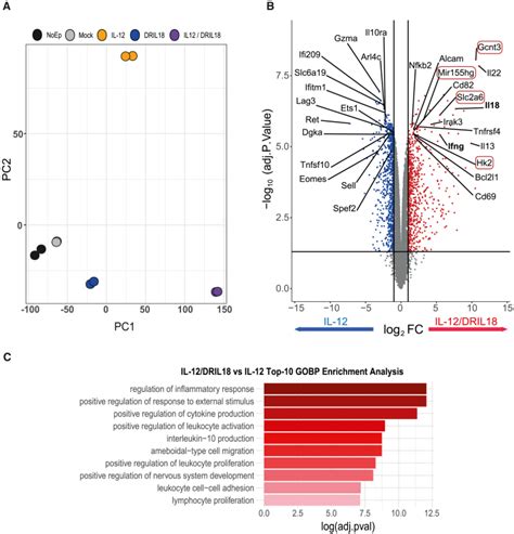Mrnas Encoding Il 12 And A Decoy Resistant Variant Of Il 18 Synergize