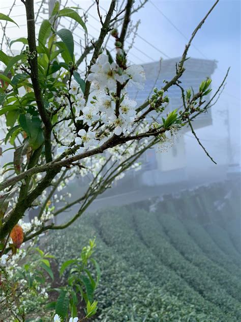 迦南美地生態體驗教育園區 百香果樹開花了 好像看到大明星一樣 大夥兒紛紛前來拍照 而她正用最美的姿態 展示造物者的智慧 果汁之王 擁有17種人體需要的氨基酸多種維生素和微量元素 只要