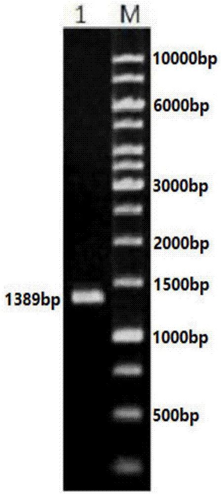 Flavin Monooxygenase Mutant And Preparation Method Thereof Eureka