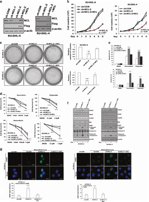 Proliferation And Sensitization To Doxorubicin Induced Growth