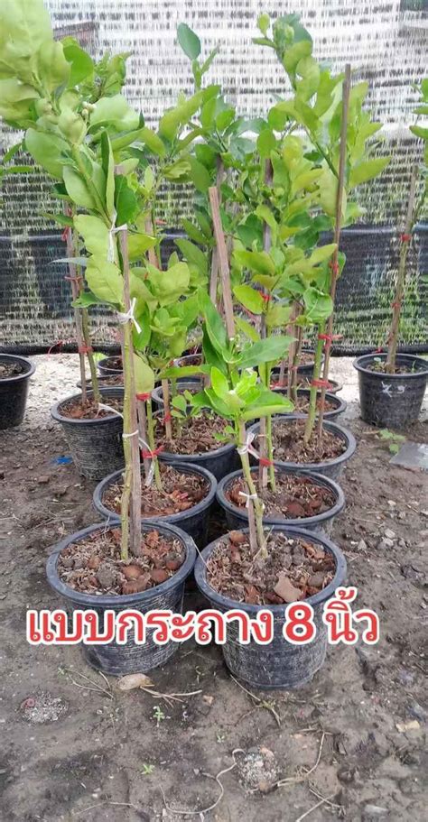 ขายกิ่งพันธุ์มะนาว มีให้เลือกมากกว่ายี่สิบสายพันธุ์ Plants Seeds And Bulbs Ban Pho