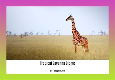 Exploring The Hidden Wonders Fascinating Facts About The Tropical