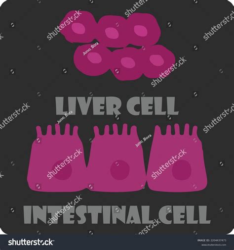 Liver Cell Diagram Design Art Vector Stock Vector Royalty Free