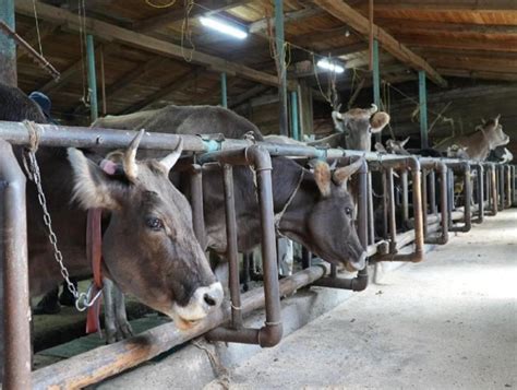 Сүүний фермүүдэд үхрийн үүлдэр угсааг тодорхой болгох чиглэл өгөв Jim Mn