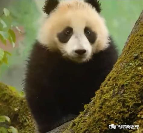 盘点下熊猫中心2022级大熊猫 知乎