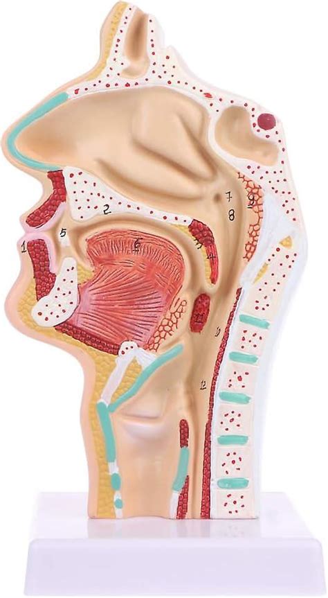 Anatomical Nasal Cavity Throat Model Teaching Tool For Human Anatomy