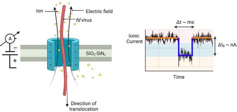 Solid State Nanopore Translocation And Fingerprinting Doyle Research Group