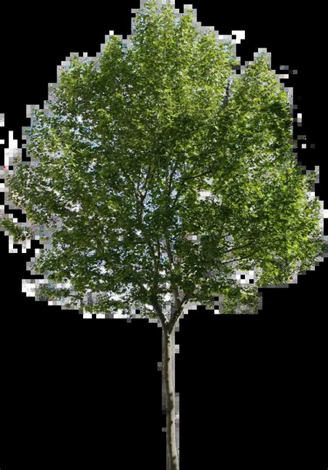 دانلود رایگان 40 عکس Png درخت با کیفیت بالا مخصوص فتوشاپ