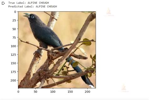 Machine Learning Project Bird Species Identification Techvidvan