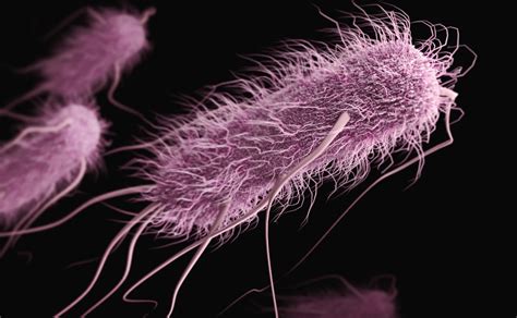 Multi Drug Resistant Strain Of Li Battles Bacteria In Healthy Gut