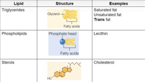 Chapter Lipids Flashcards Quizlet