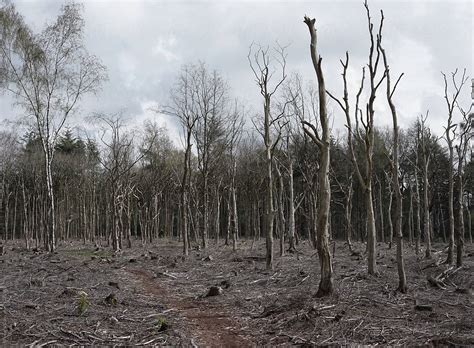 Dead Trees In An Open Spot In The Forest By Stocksy Contributor Marcel Stocksy