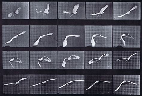 Large Muybridge Art Refrence Cockatoo Flying Plate 760 Eadweard
