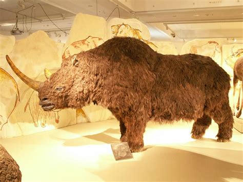 Perfectly Preserved Prehistoric Woolly Rhino Discovered In Russia