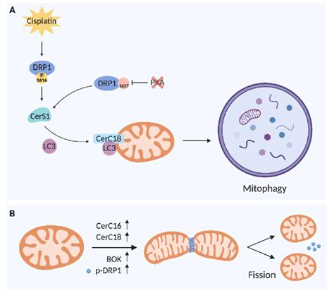 Ceramides Involved In Mitochondrial Dynamics A Mitophagy B