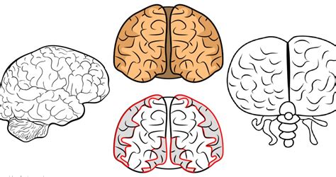 20 Easy Brain Drawing Ideas How To Draw A Brain Blitsy