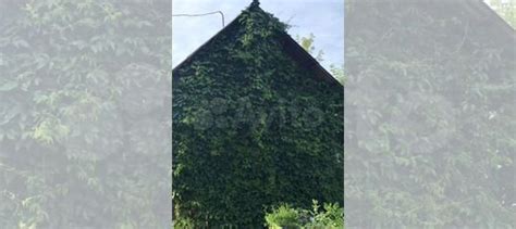 Саженцы девичий виноград купить в Кемерово Товары для дома и дачи Авито