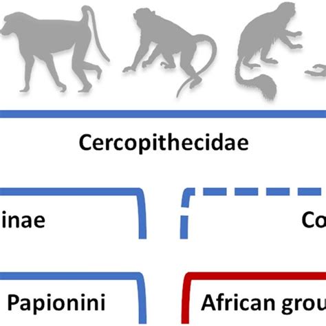 Phylogenetic Tree Depicting Relationships Between Cercopithecidae