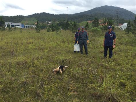 Tamanduá é capturado em residência do bairro Bateas